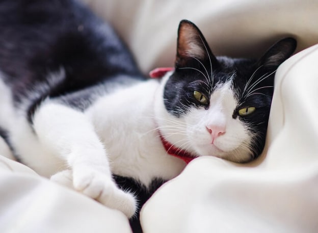 Personalidad, esperanza de vida y datos sobre los gatos Tuxedo | Cats.com