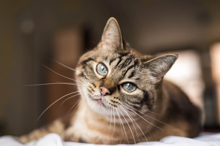 Convulsiones en gatos: causas, síntomas y tratamiento - Cats.com