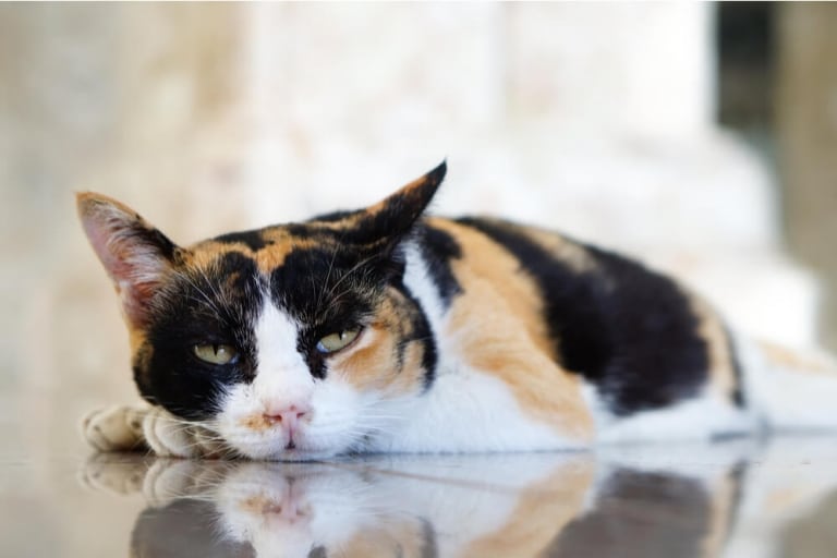Sida felino: causas, síntomas y tratamiento - Cats.com