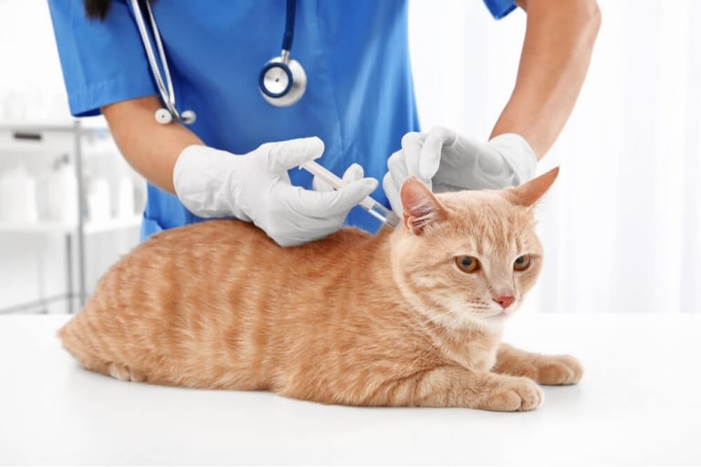 Sida felino: causas, síntomas y tratamiento - Cats.com