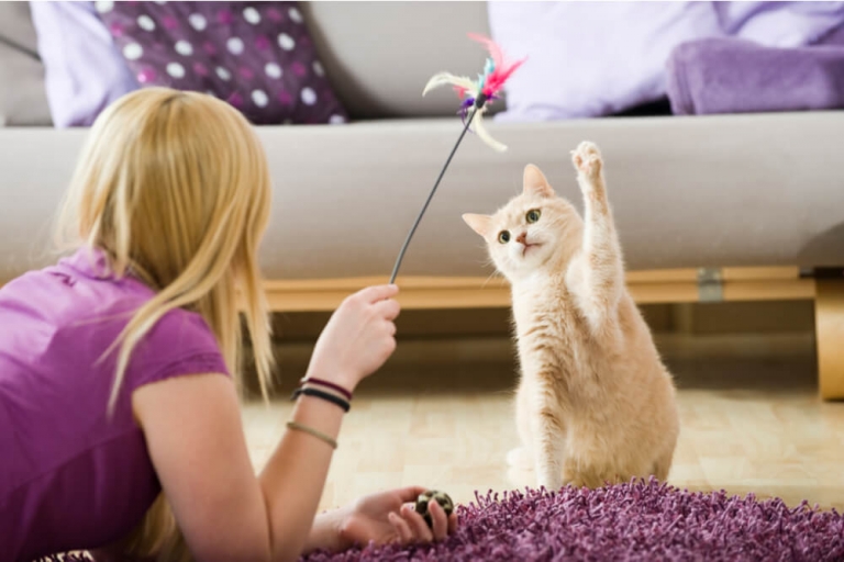 8 Consejos para evitar que un gato rocíe orina - Cats.com