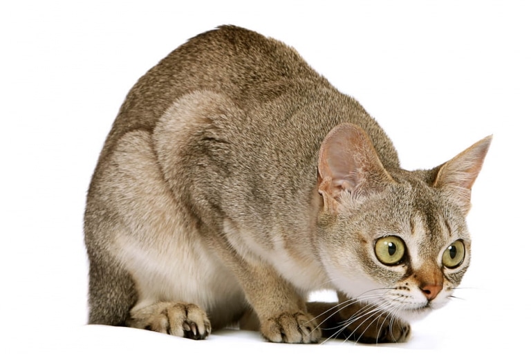 Tos felina: causas y tratamiento - Cats.com
