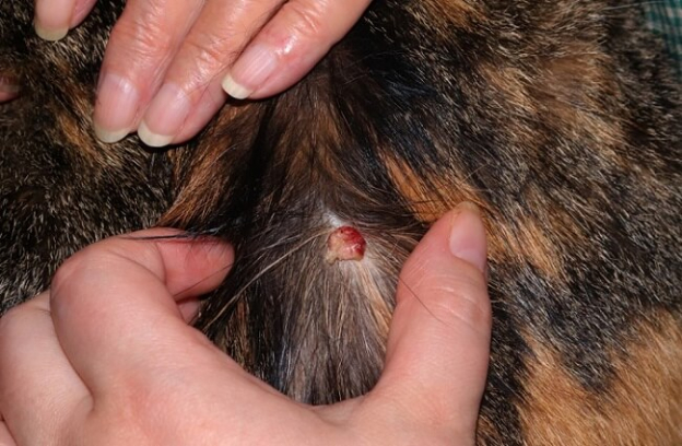 Cáncer de piel en gatos: causas, síntomas y tratamiento - Cats.com