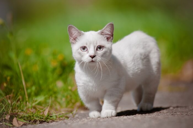 Enanismo en los gatos: lo que debes saber - Cats.com
