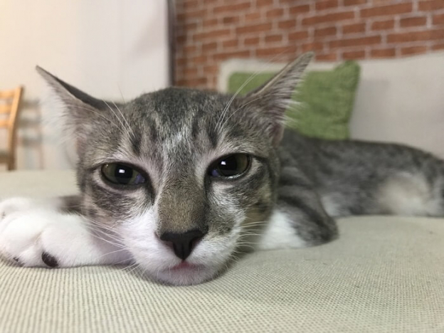 Uveítis en gatos: causas, síntomas y tratamiento - Cats.com
