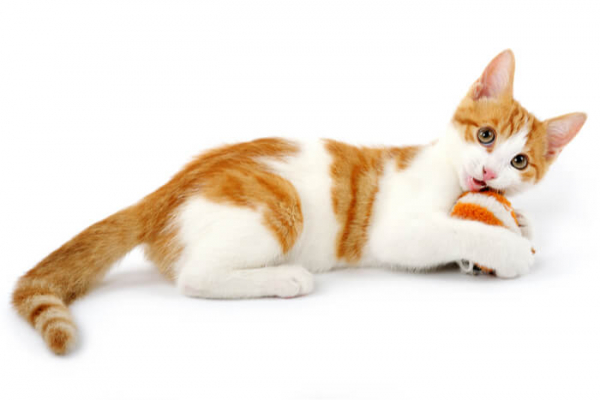 La guía definitiva sobre el lenguaje de la cola de gato y sus ...