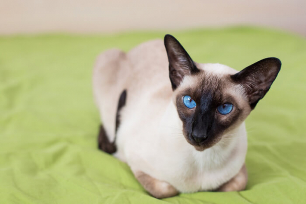 12 Razas de gatos con orejas grandes y adorables - Cats.com