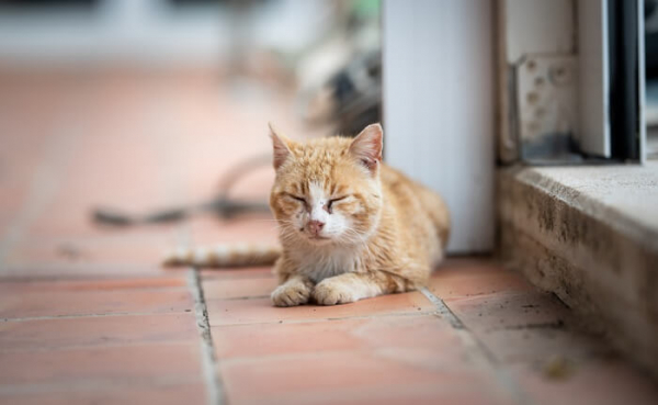 Uveítis en gatos: causas, síntomas y tratamiento - Cats.com