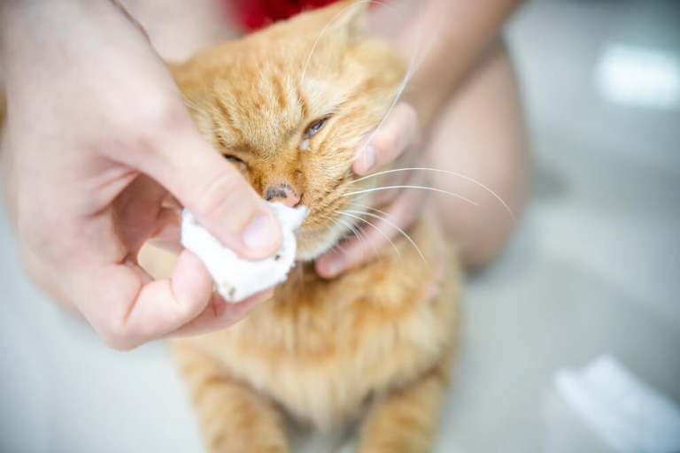 Cáncer de nariz en gatos: causas, síntomas y tratamiento - Cats.com