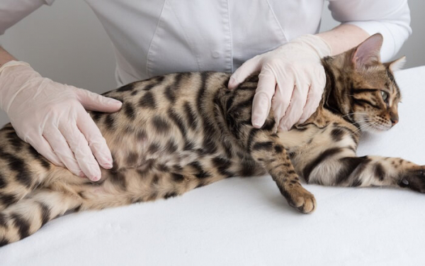 Infección por lombrices intestinales en gatos: causas, síntomas y ...