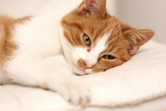Gato repentinamente letárgico y débil: causas y tratamiento - Cats.com