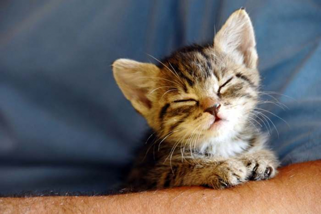 Cuidar a un gatito: la guía completa - Cats.com