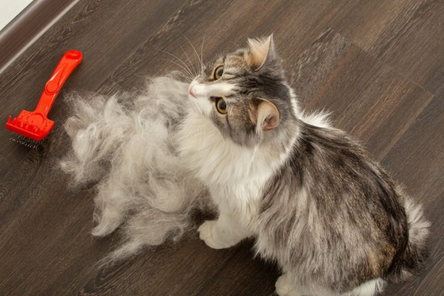 Infecciones fúngicas en gatos: causas, síntomas y tratamiento - Cats.com