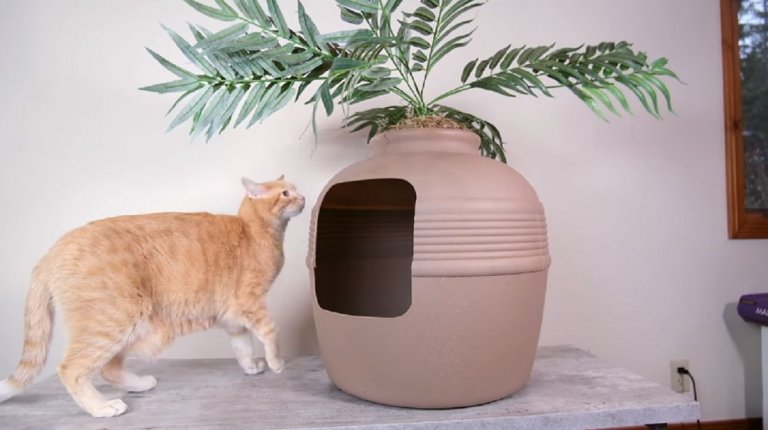 Las 8 mejores cajas de arena para gatos de 2025 - Cats.com