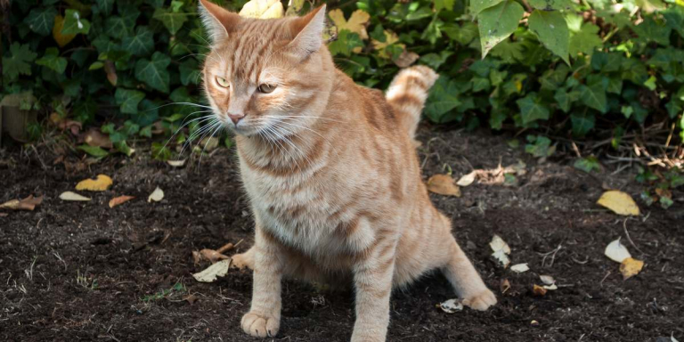 Infografía de heces de gato aprobada por veterinarios - Cats.com