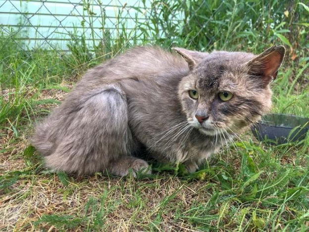 Cuidar a un gato desnutrido en 6 sencillos pasos - Cats.com