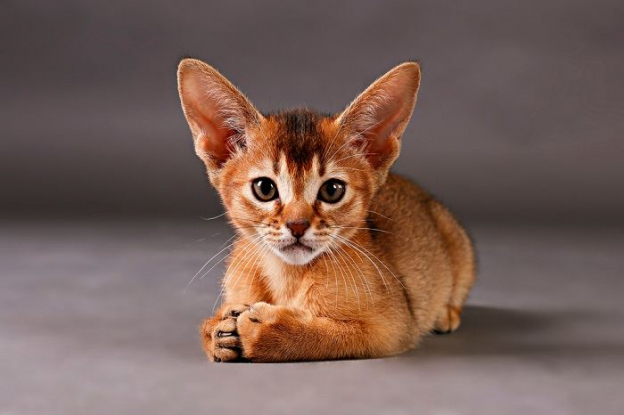 Las 12 Razas de gatos más inteligentes - Ranking de los gatos más ...