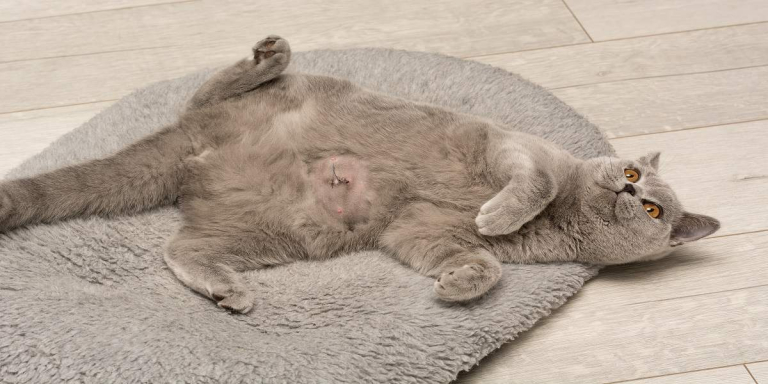 Inflamación de la cavidad abdominal (peritonitis) en gatos - Cats.com
