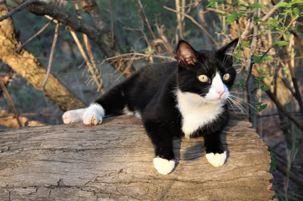 Los diferentes tipos de patrones de pelaje de gato en blanco y negro ...