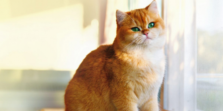 7 Razas de gatos Garfield por las que vale la pena ronronear - Cats.com