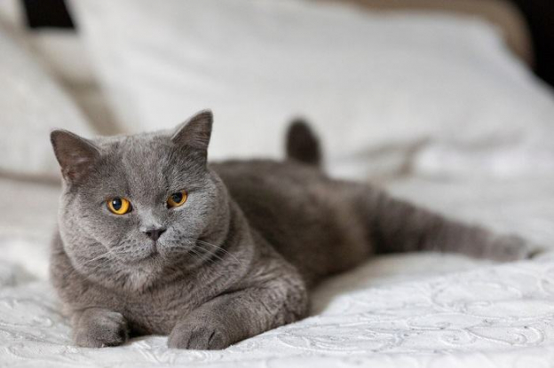 8 Preciosas razas de gatos grises (con fotos) - Cats.com