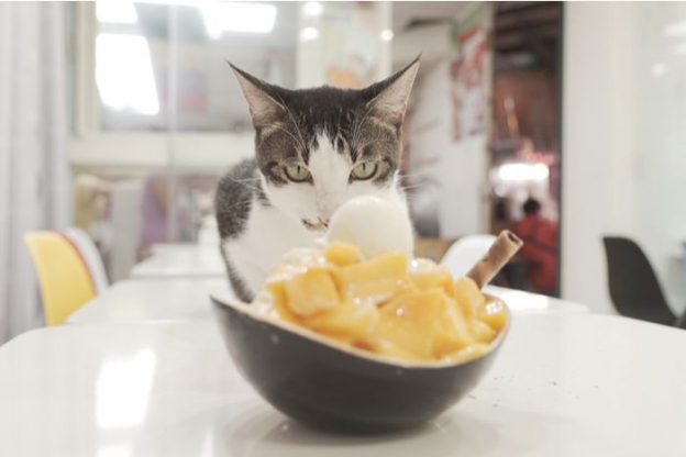 250 De los nombres de comida más lindos para gatos que aman comer ...