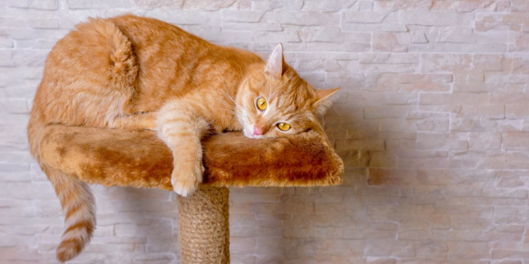 8 Preciosas razas de gatos naranjas que son excelentes mascotas (con ...