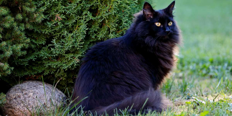 10 Impresionantes razas de gatos negros que merecen un lugar en tu ...