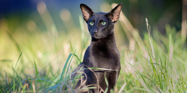 10 Impresionantes razas de gatos negros que merecen un lugar en tu ...