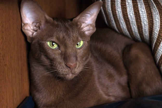 12 Colores y patrones de pelaje raros en los gatos - Cats.com