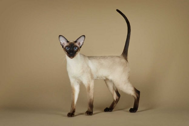 12 Colores y patrones de pelaje raros en los gatos - Cats.com