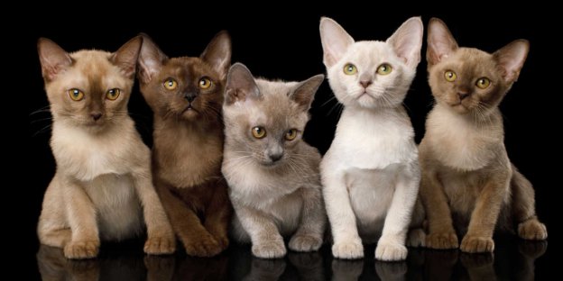 12 Colores y patrones de pelaje raros en los gatos - Cats.com