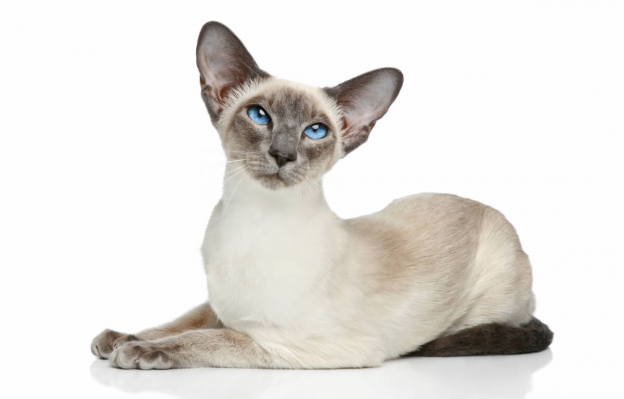 Las 12 Razas de gatos más inteligentes - Ranking de los gatos más ...