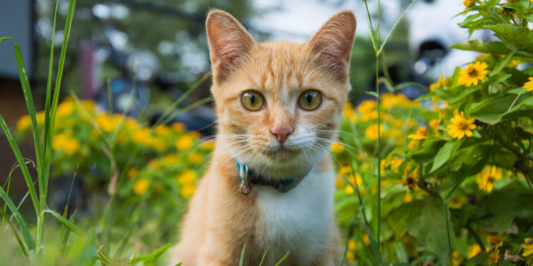 13 Razas de gatos cariñosos a los que les encanta acurrucarse - Cats.com