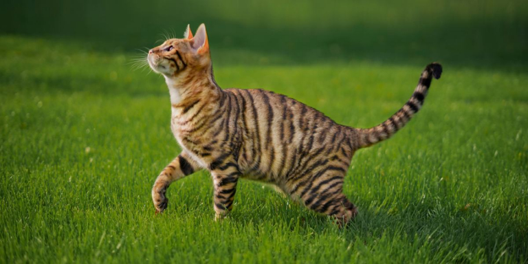 8 Perfectas razas de gatos con rayas – Cats.com