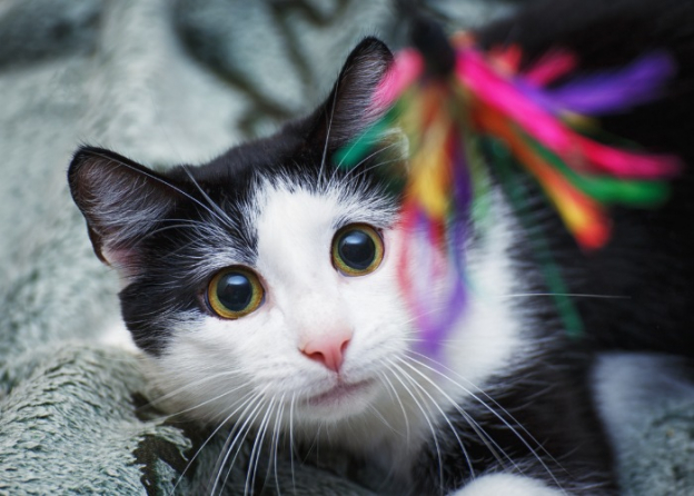 8 Juegos perfectos que puedes jugar con tu gato – Cats.com