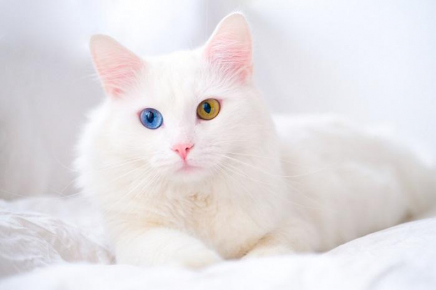 Los 7 tipos de color de ojos en los gatos (con imágenes) - Cats.com