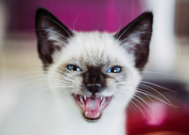 ¿Qué significa cuando un gato grita? - Cats.com