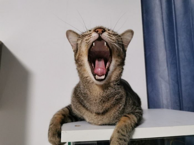 ¿Qué significa cuando un gato grita? - Cats.com