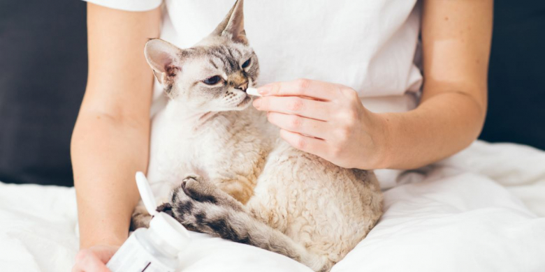 9 señales comunes de que tu gato está traumatizado y cómo ayudarlo ...