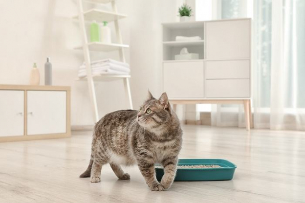Infografía de heces de gato aprobada por veterinarios - Cats.com