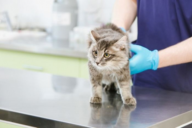 Golpe de calor en gatos: signos, síntomas y tratamiento - Cats.com