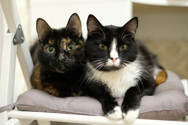 10 Señales de que tu gato quiere otro gato - Cats.com