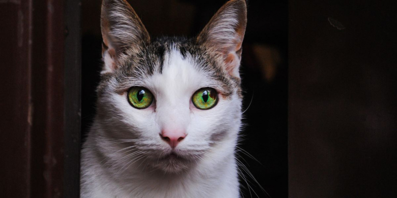 ¿Por qué mi gato le tiene miedo a todo? 8 formas de ayudarlo - Cats.com