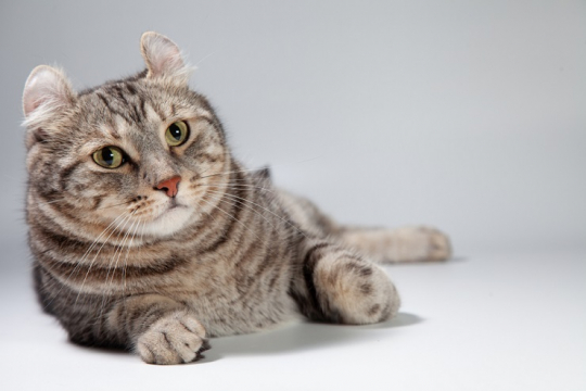 8 Perfectas razas de gatos con rayas – Cats.com