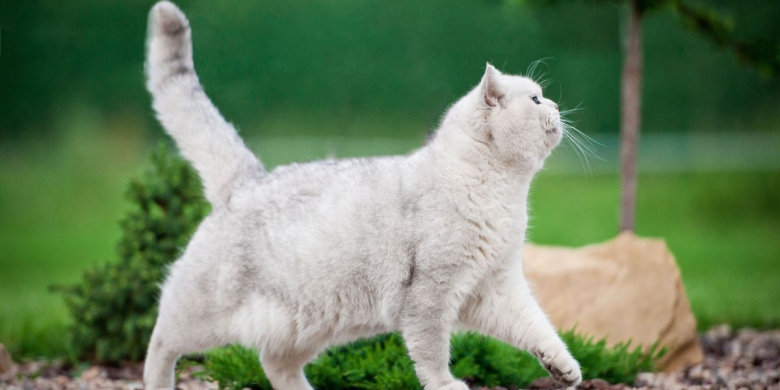 ¿Por qué los gatos tienen cola? - Cats.com