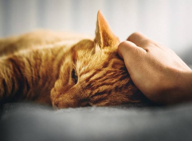 ¿Con qué frecuencia deben defecar los gatos? Un veterinario lo explica ...
