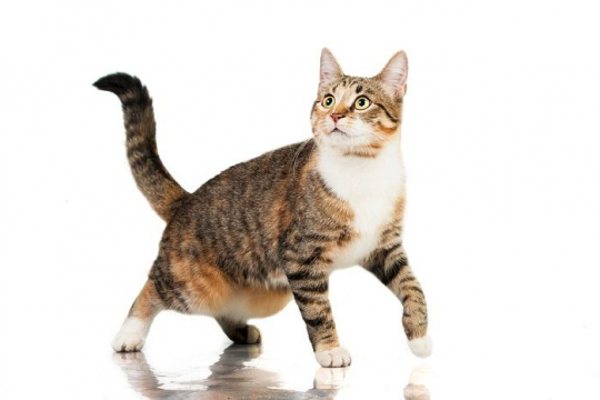 ¿Por qué los gatos tienen cola? - Cats.com