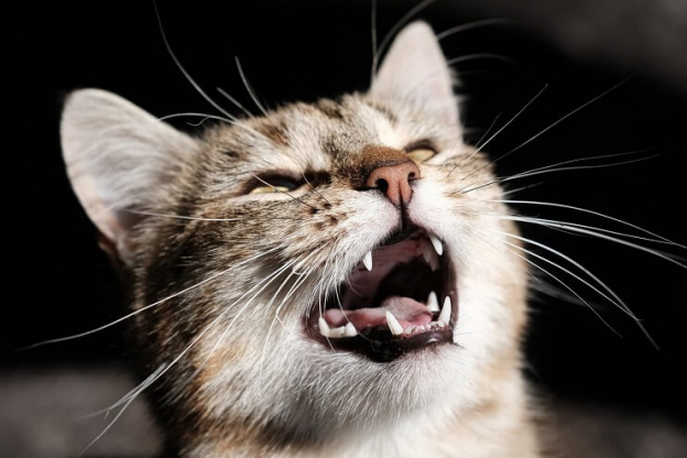 ¿Qué significa cuando un gato grita? - Cats.com