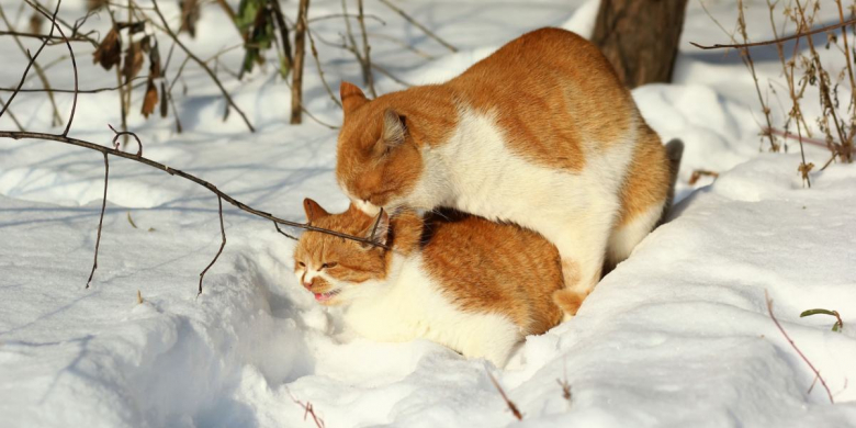 ¿Los gatos disfrutan del sexo y el apareamiento? - Cats.com